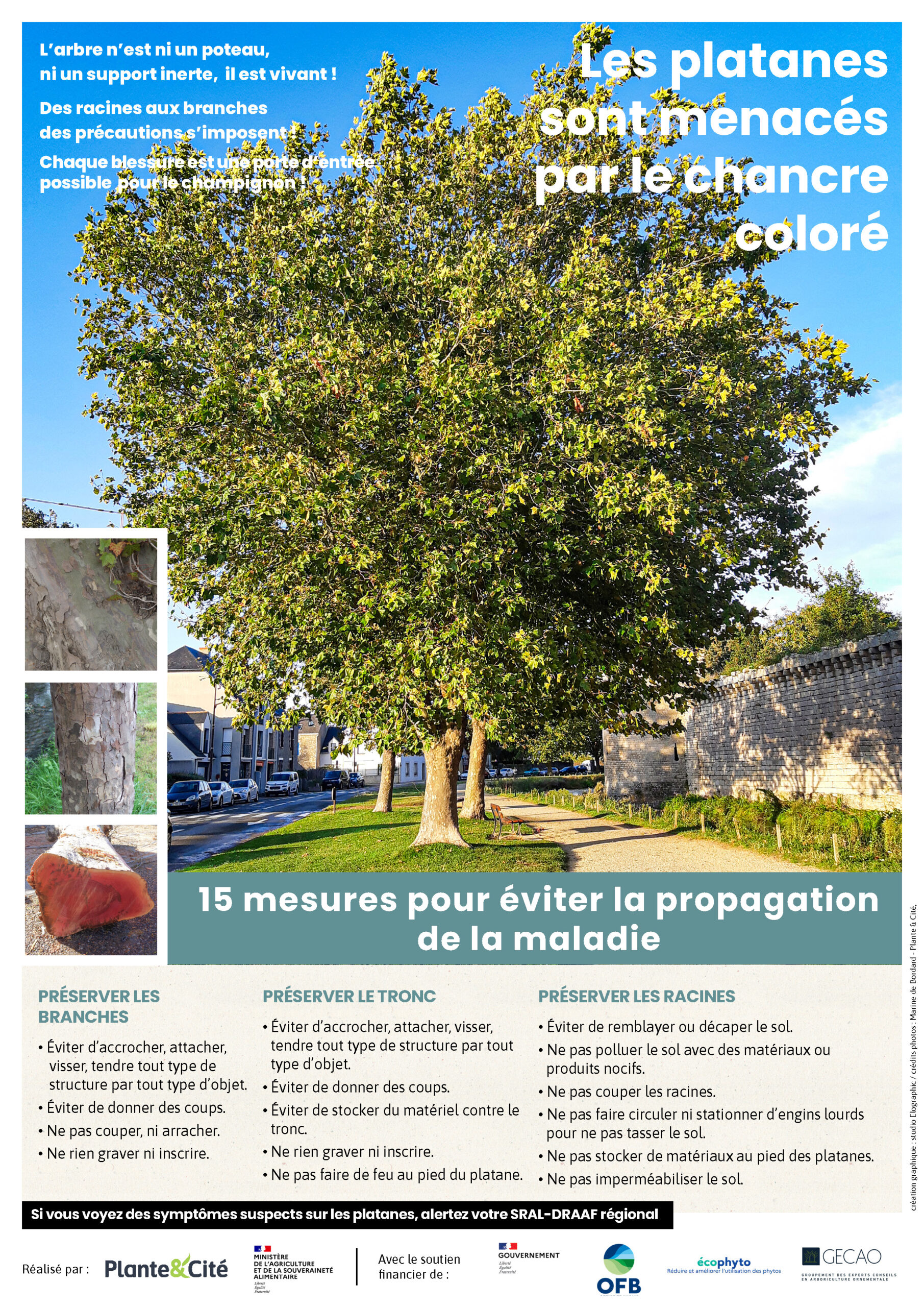 Le chancre coloré du platane : tous concernés ! - Parc naturel régional ...